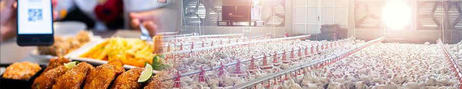 TheProwess | Tavukçuluk Sektöründe ERP Süreci